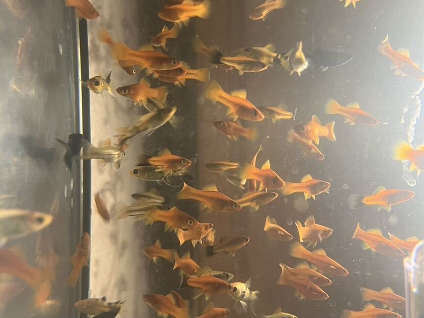 Меченосцы рубины