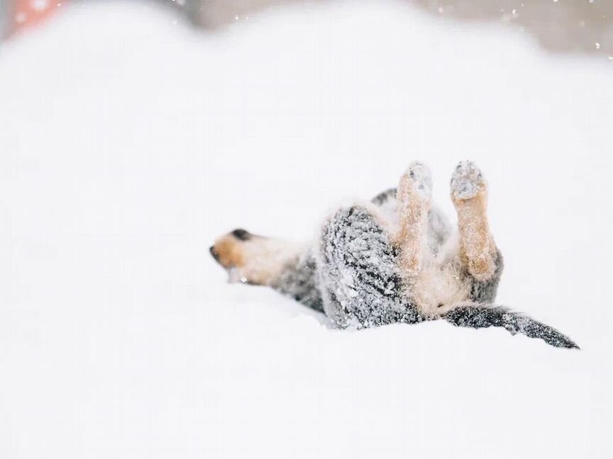 Щенок Джесси из приюта в добрые руки