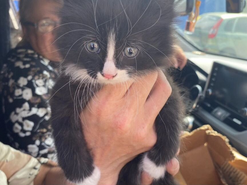 Котята в добрые руки