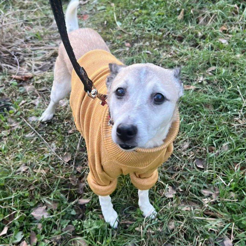 Взрослая собака в добрые руки