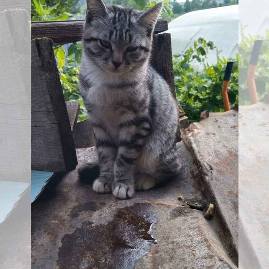 Котята в добрые руки бесплатно