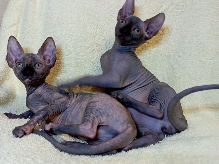 Котята канадского сфинкса