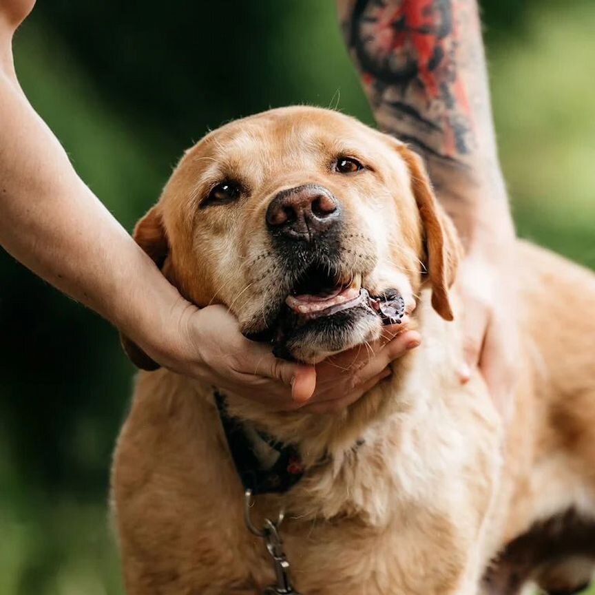Яркий лабрадор Шон в поисках дома)