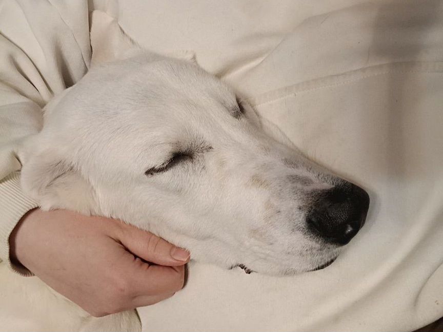 Собака 7 месяцев мальчик