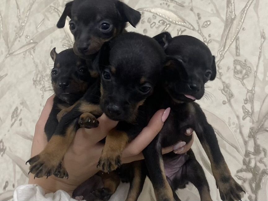 Той-терьер щенки