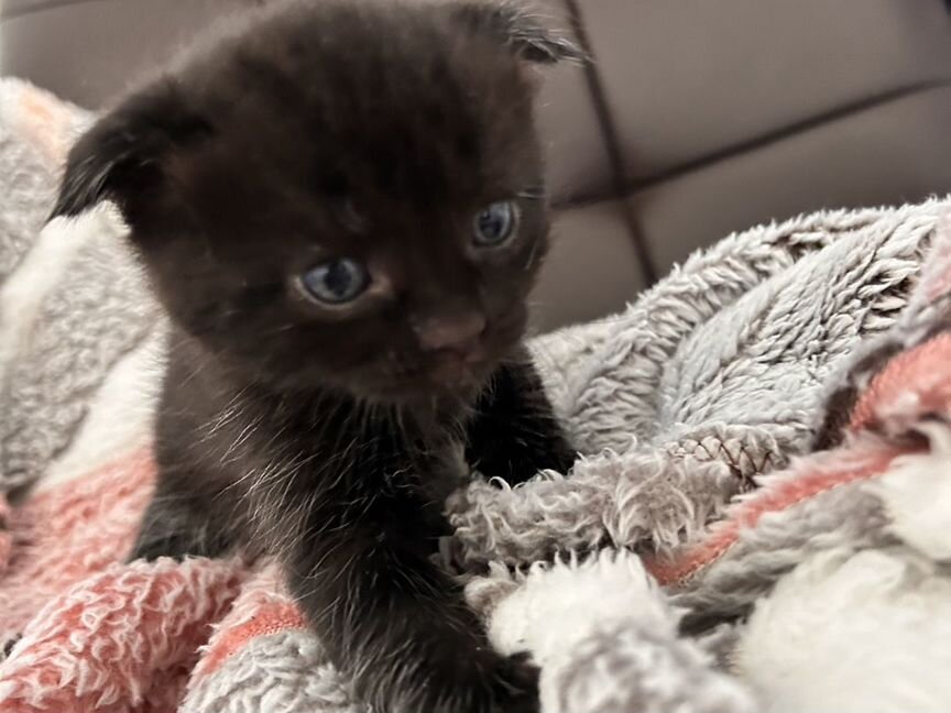 Шотладские котята