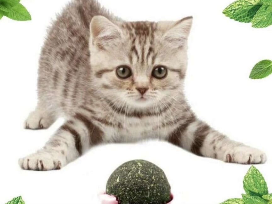 Кошачья мята