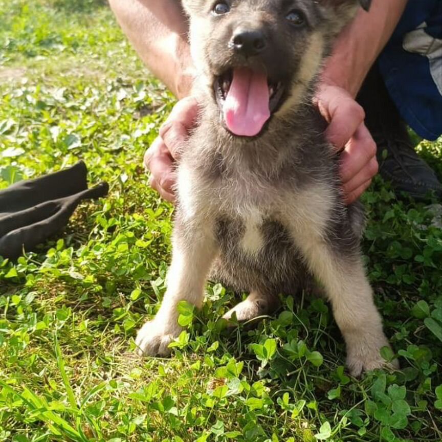 Немецкая овчарка щенок