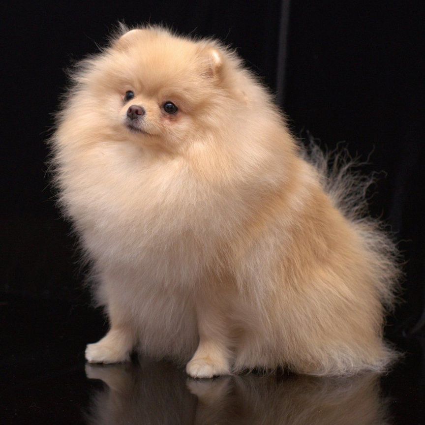 Шпиц померанский