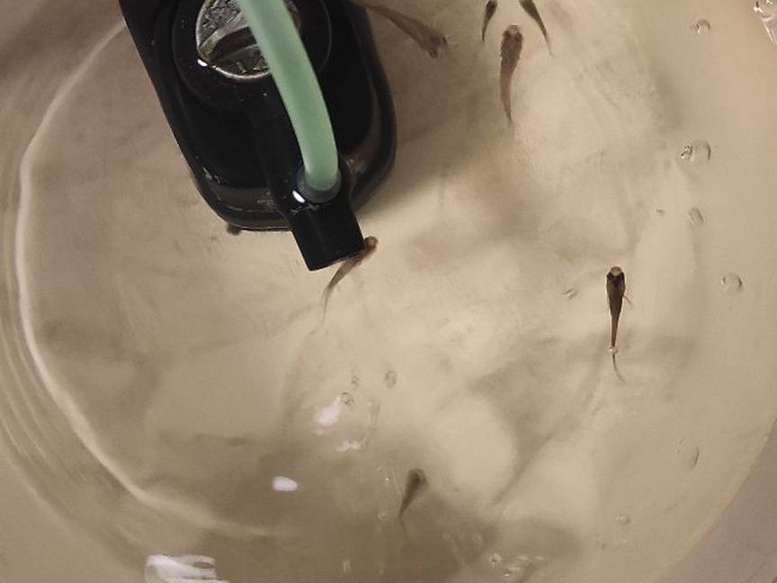 Гуппи бесплатно