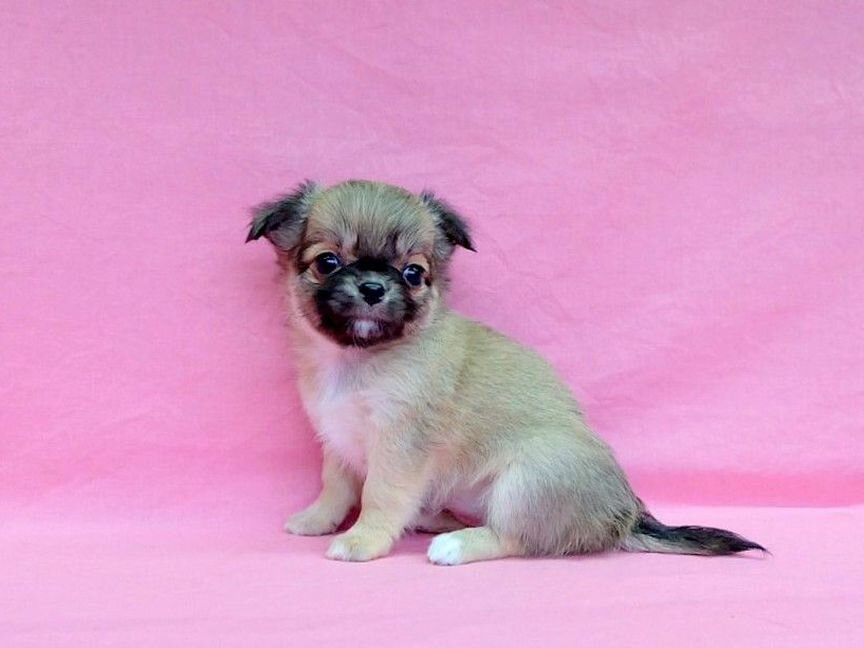 Чихуа девочка д/ш