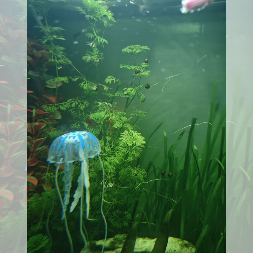 Водоросли для аквариума