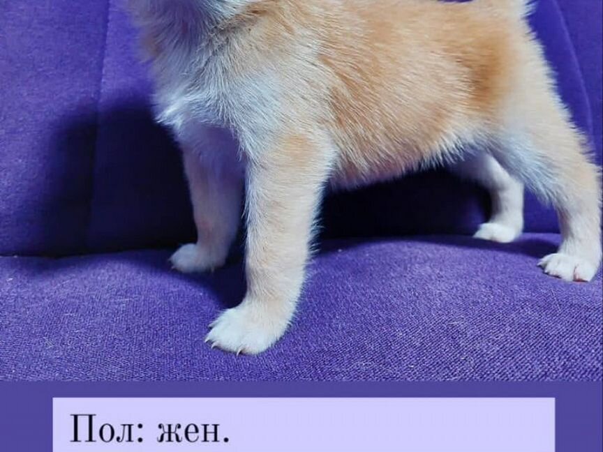 Щенки хаски лабрадора
