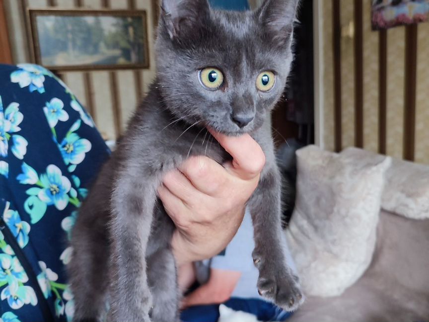 Дымчатый котенок