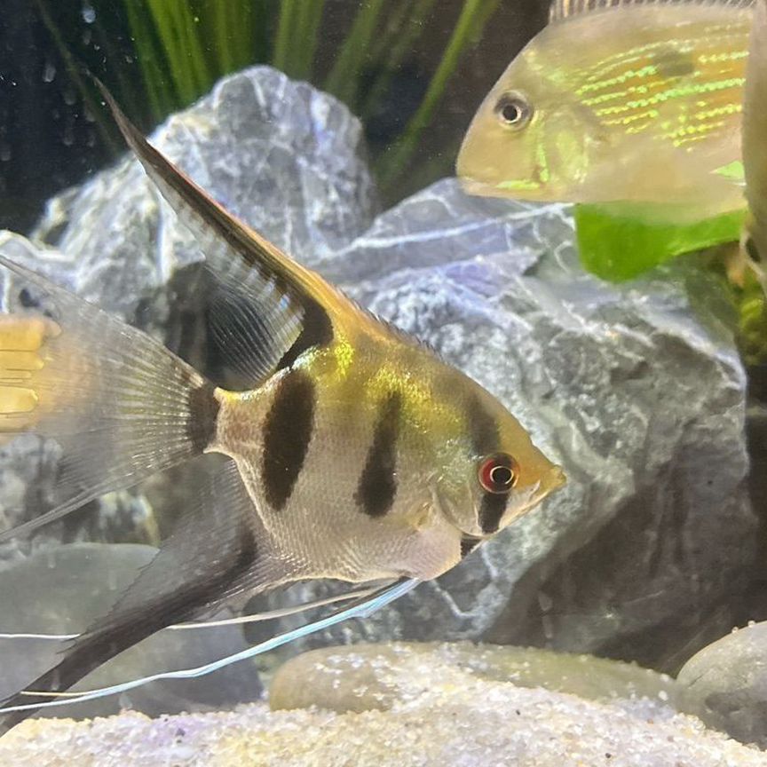 Скалярия рио нанай самка