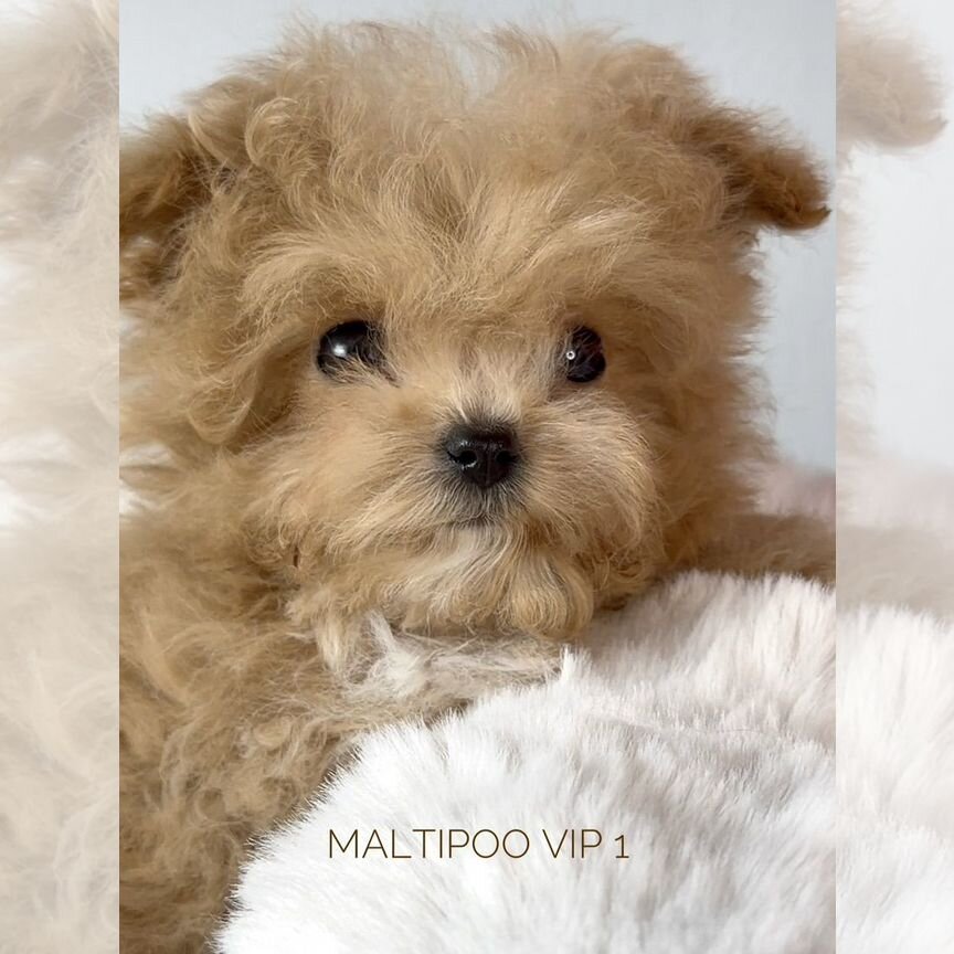 Мальтипу, щенок