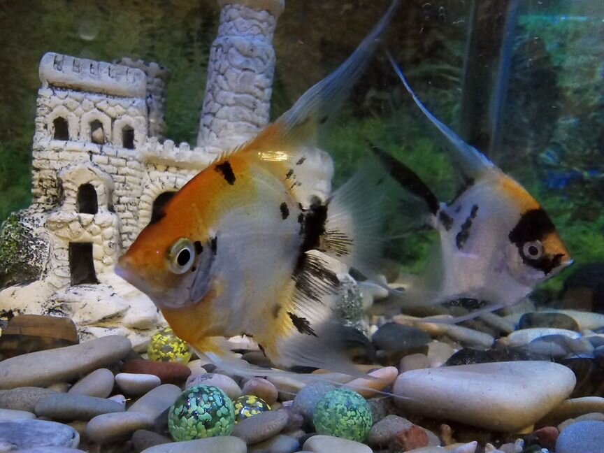 Рыбки скалярии