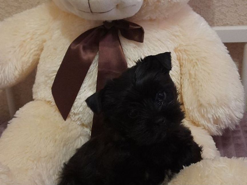 Йоркширский терьер