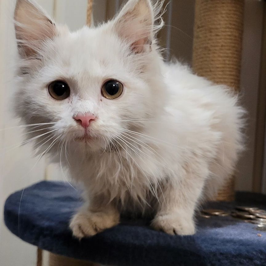 Котёнок в добрые руки