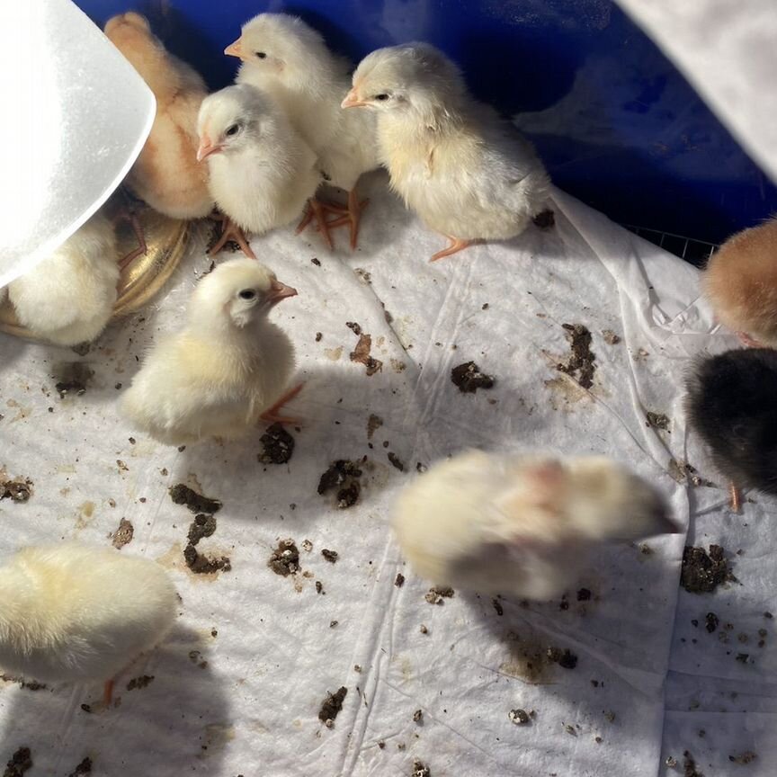 Цыпленок петушки несушек