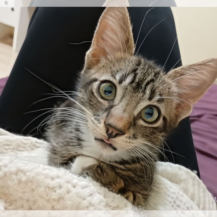 Котёнок в добрые руки