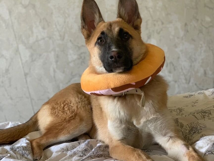 Щенок подросток в добрые руки