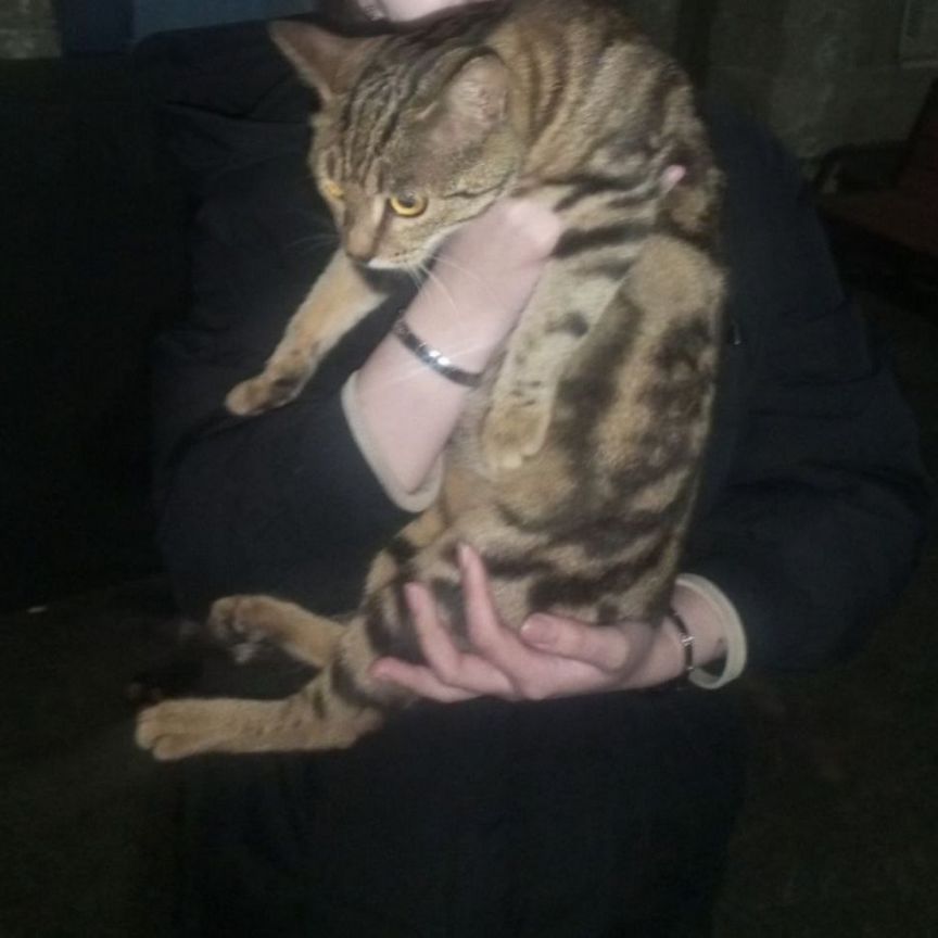 Кошечка в добрые руки, породистая