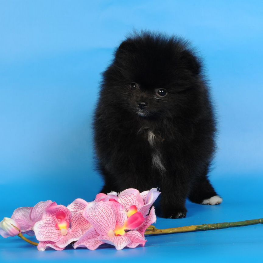 Померанский шпиц мальчишки