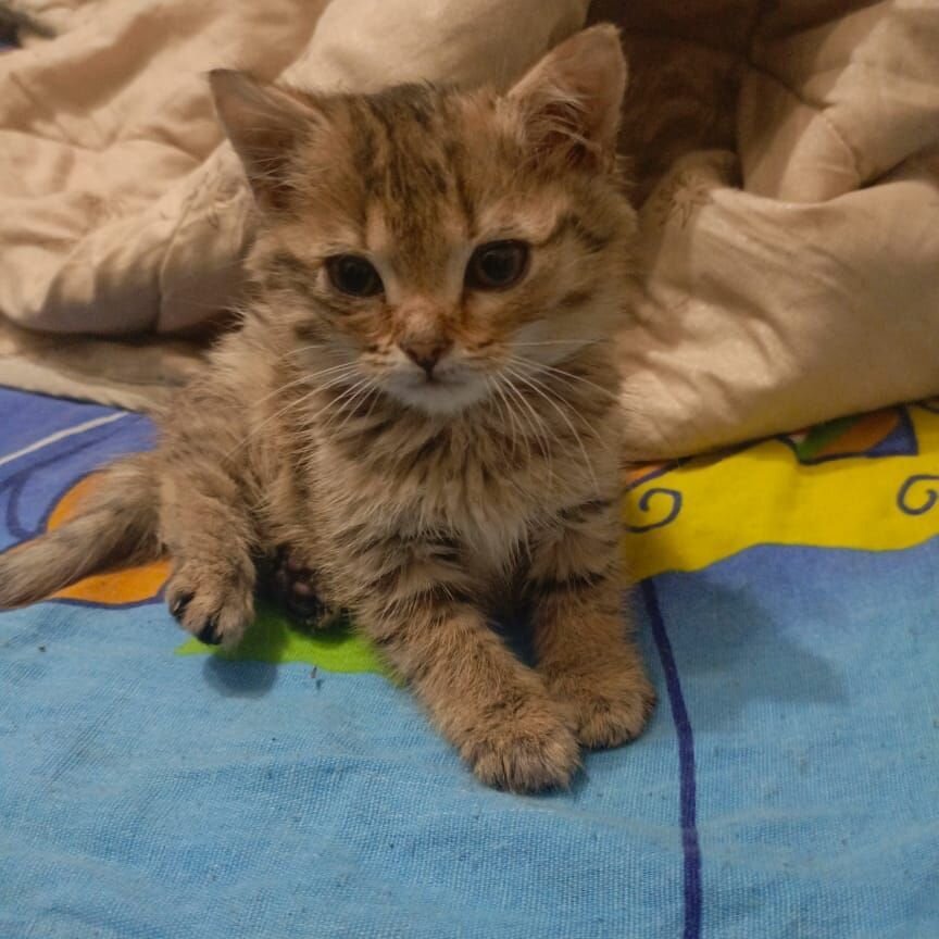 Отдам котят в добрые руки