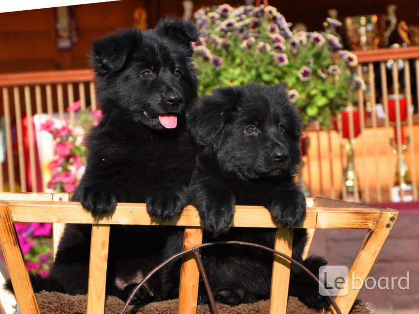 Щенки немецких умных дрессированных овчарок