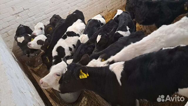 Телята бычки