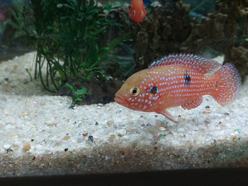 Хромис красавец взрослые