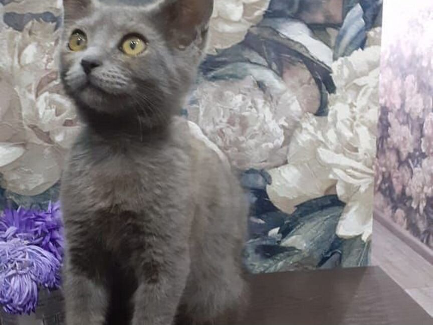 Котёнок Смокки