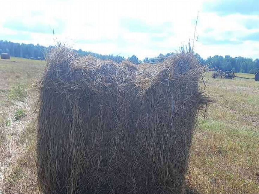 Сено обмен на жеребят