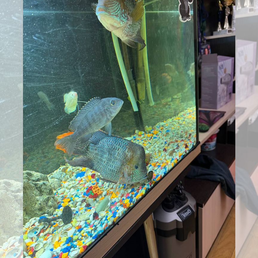 Акара бирюзовая