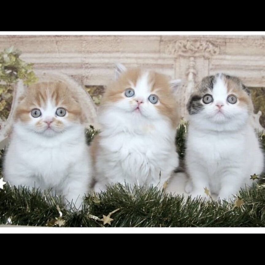 Шотландская вислоухая