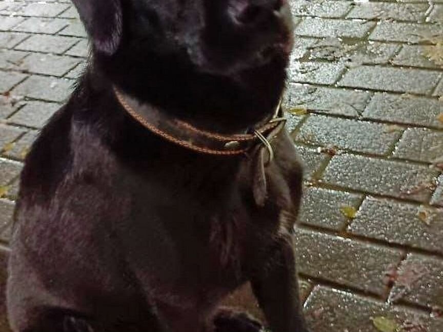 Лабрадор потеряшка ждет хозяина