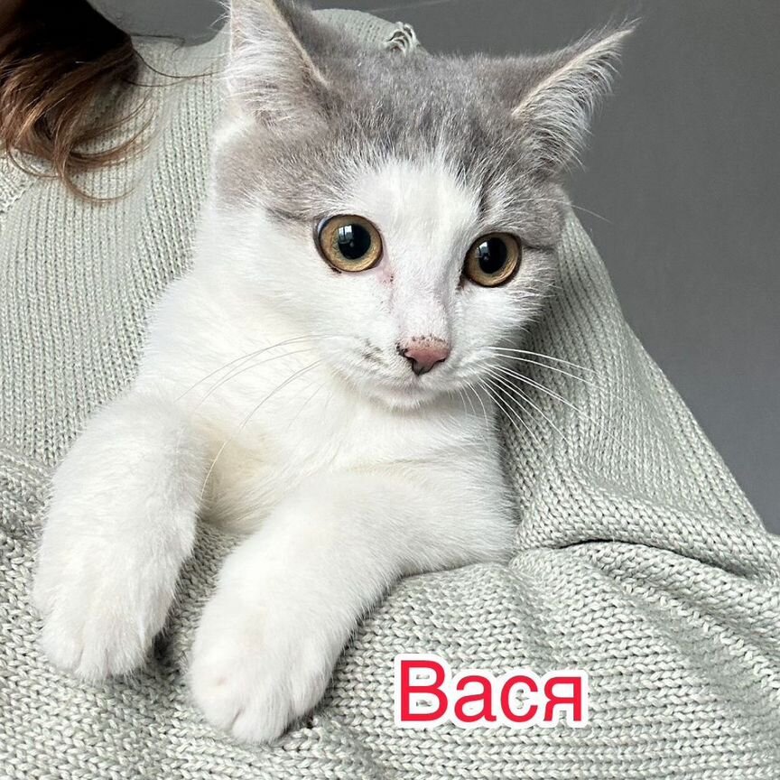 Котёнок в добрые руки