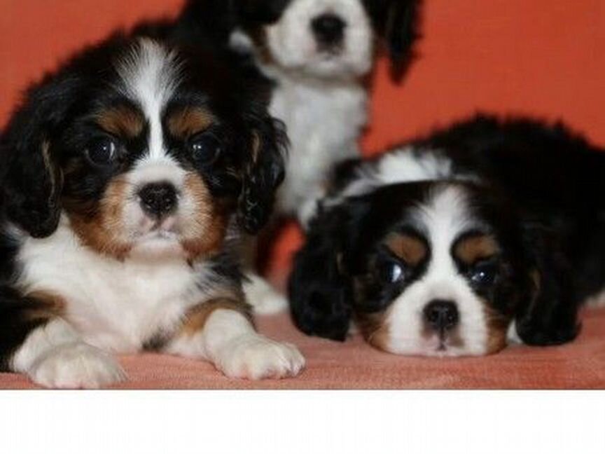 Кавалерчики