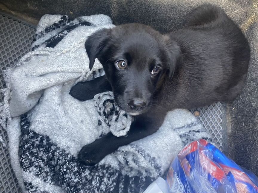 Щенок 2-2,5 месяца ищет дом