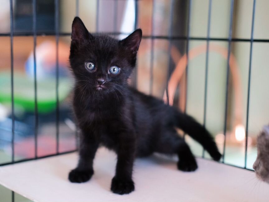 Ласковый чёрный котёнок мальчик 1,5 мес