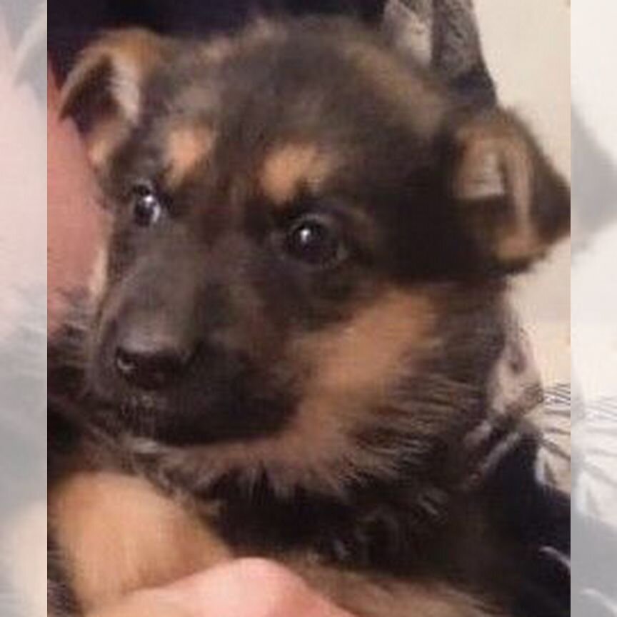 Щенки немецкой овчарки