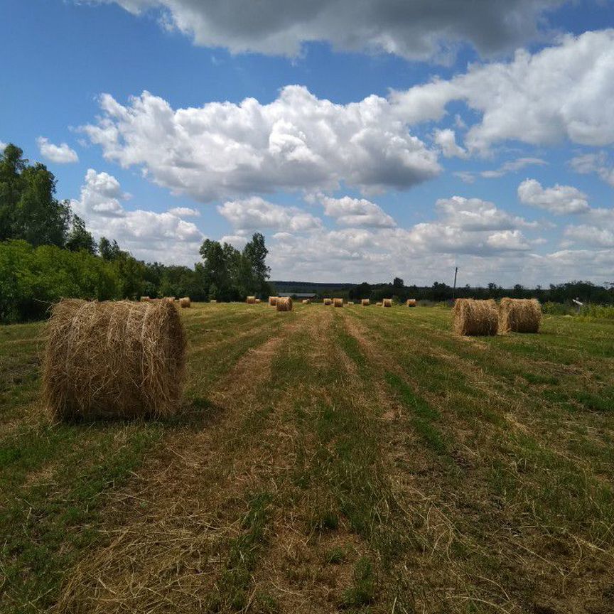 Сено люцерна тюки большие прф 145и 110