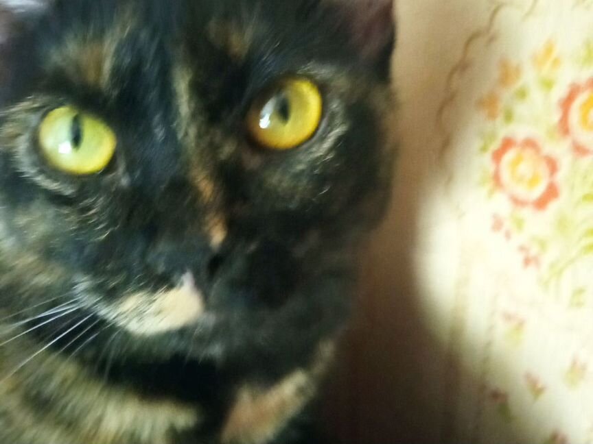 Отдам кошку в добрые руки