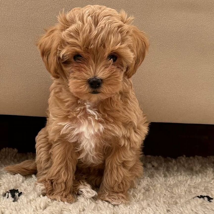 Мальтипу, щенок