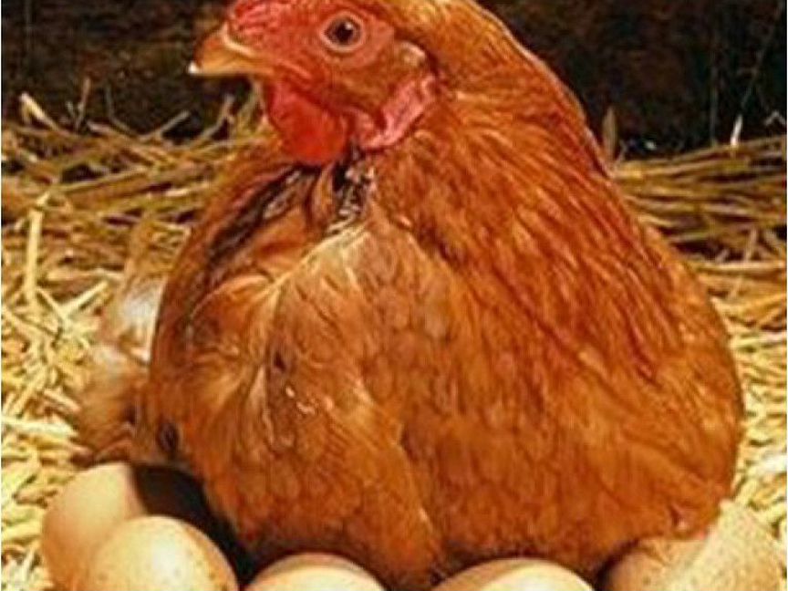 Куры несушки Кубанские красные