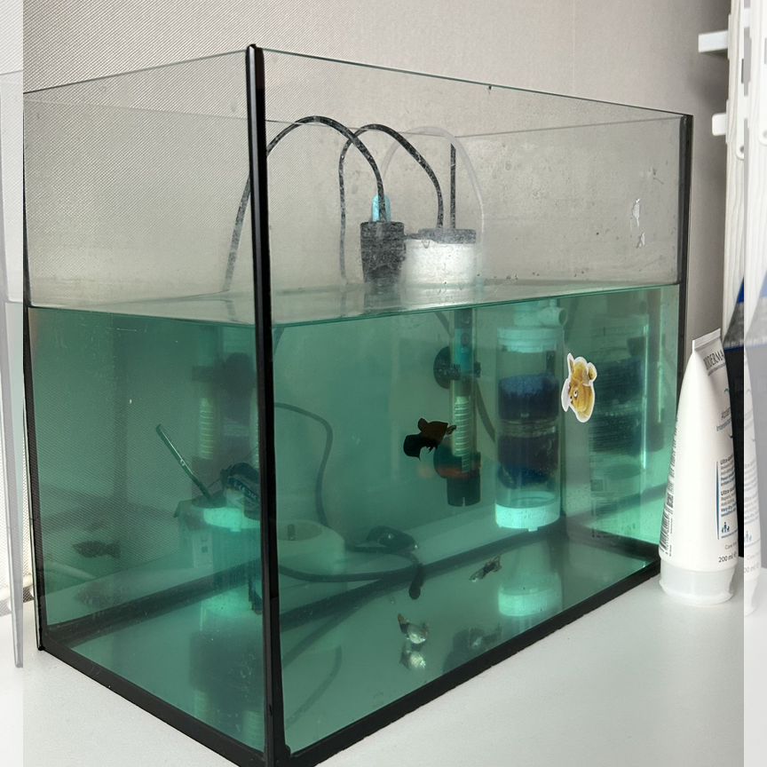 Аквариумные рыбки с аквариумом