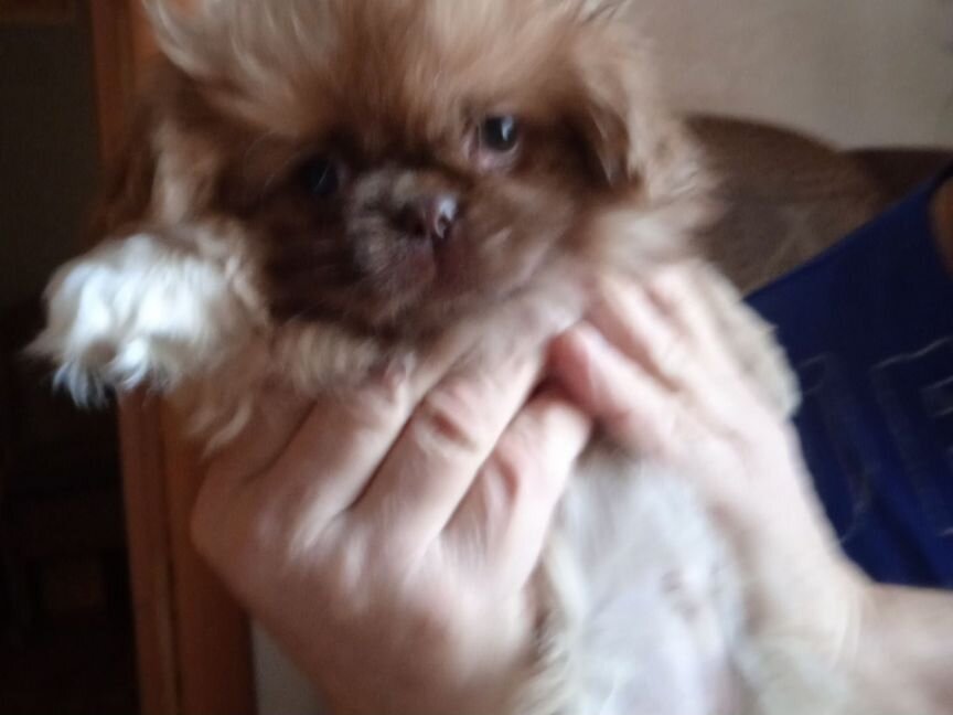 Щенки пекинеса