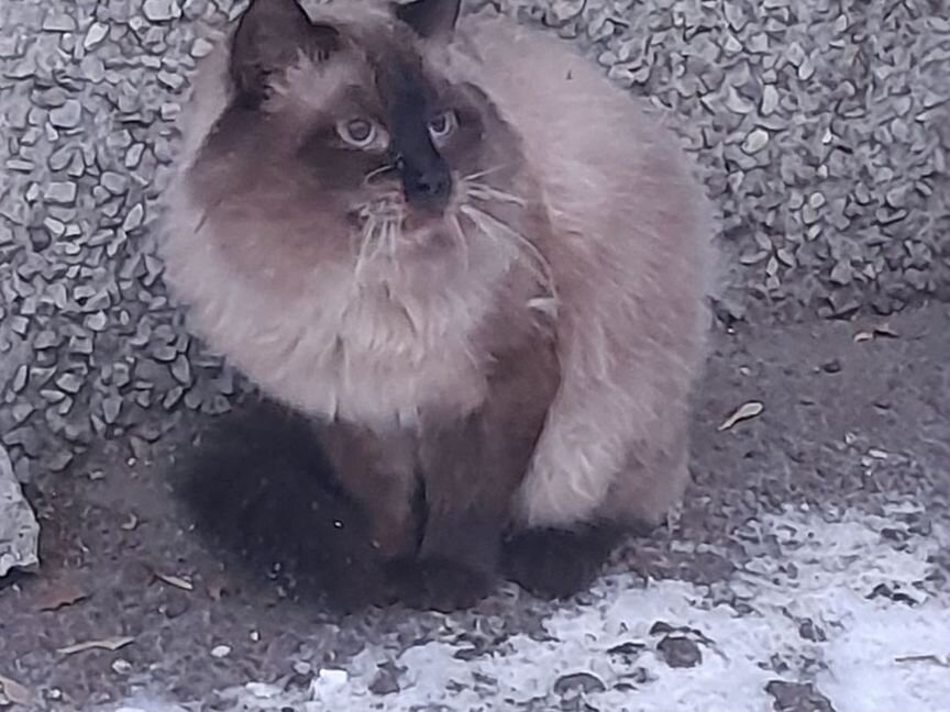 Отдам котика в добрые руки