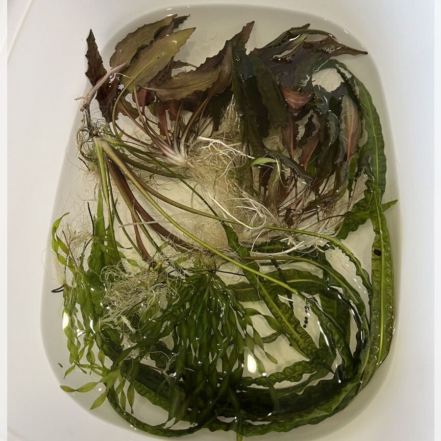 Аквариумные растения